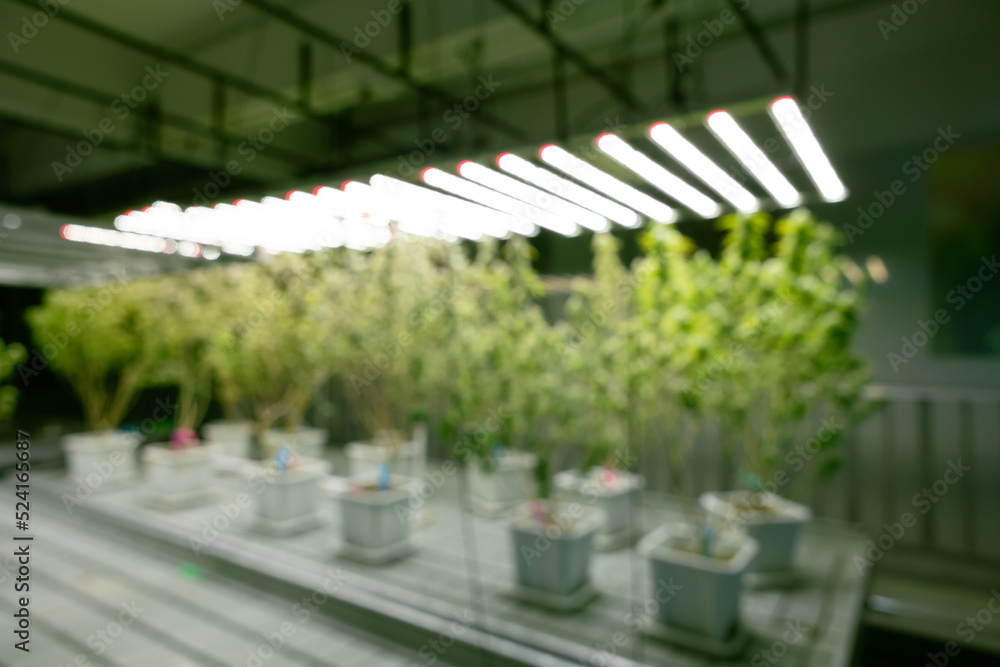 Growing cannabis banner background. Growing operation system cannabis ...