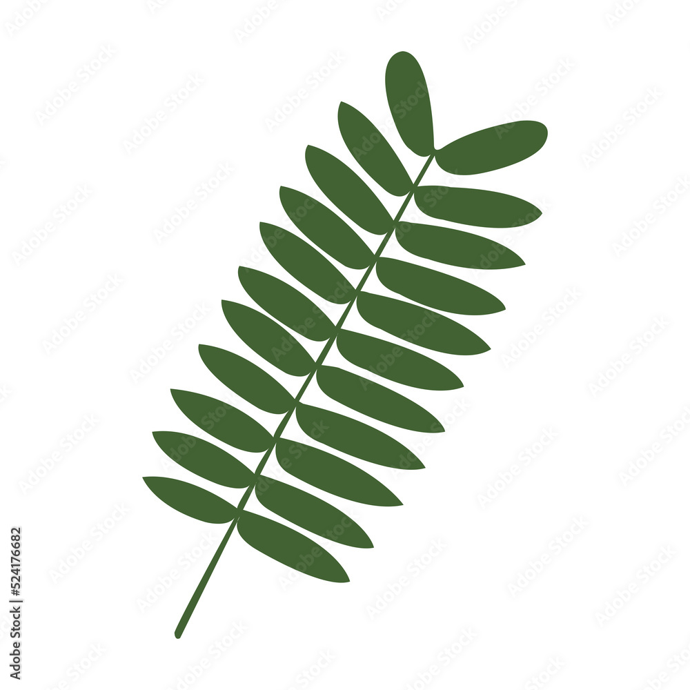 Dark green leaf line drawing, Transparent background. Stock ...