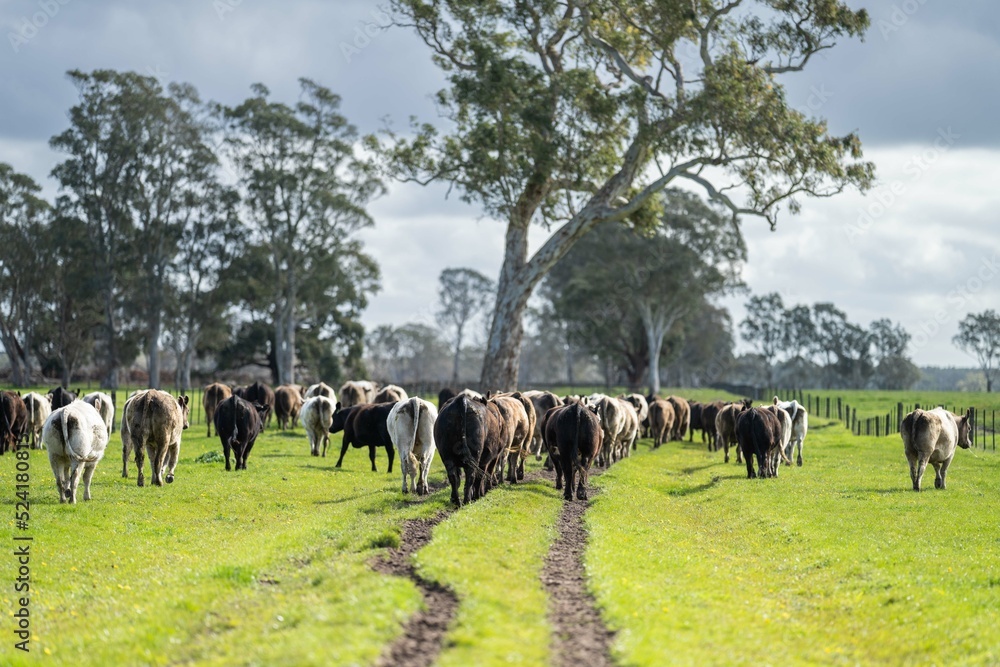 Herd of cows in a field. cattle walking through a paddock. Stock Photo ...