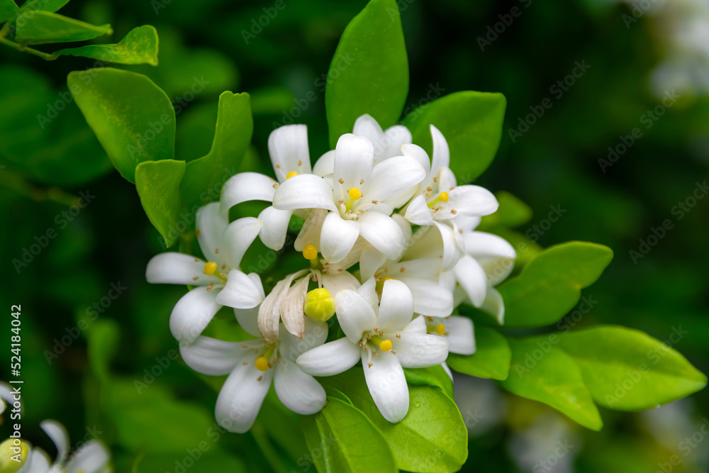 White flower of Andaman satinwood, Chanese box tree, Cosmetic bark tree ...
