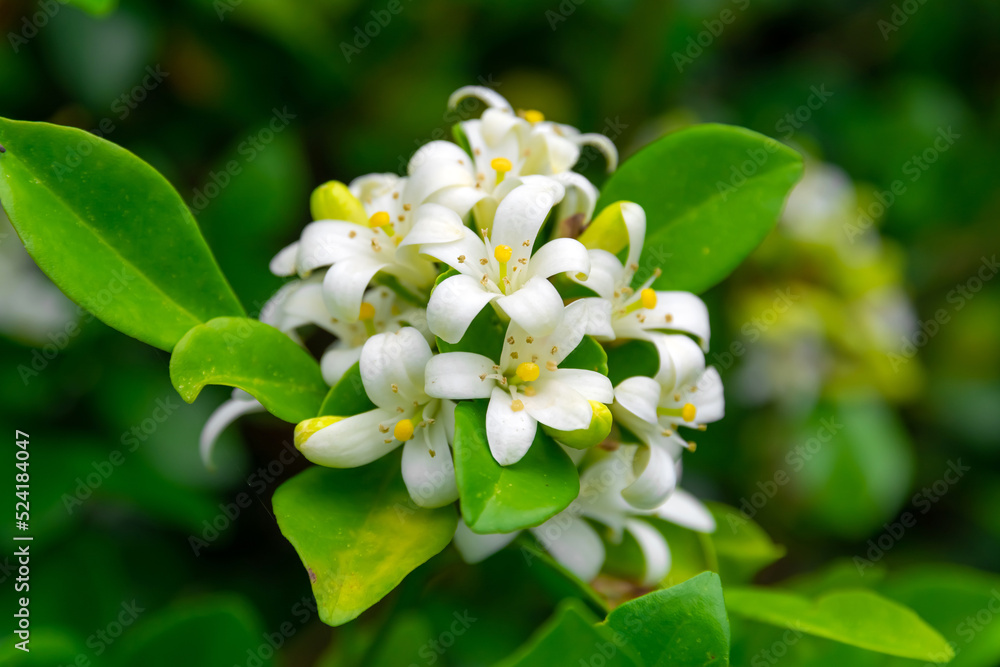 White flower of Andaman satinwood, Chanese box tree, Cosmetic bark tree ...
