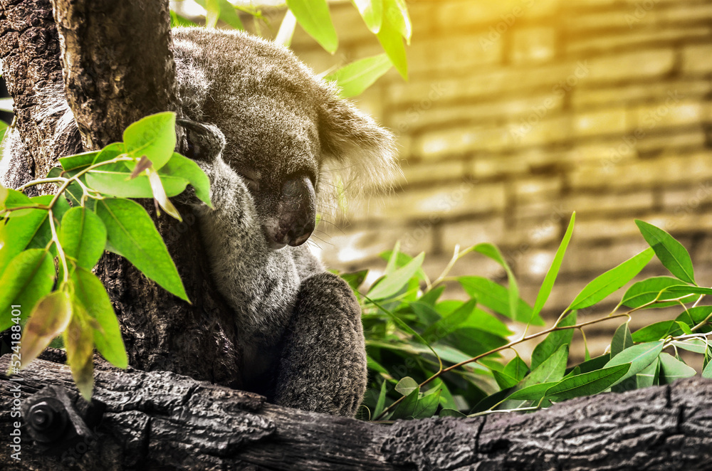 Cute Sleeping Baby Koala Bear sitting in Eucalyptus Tree. Adorable ...