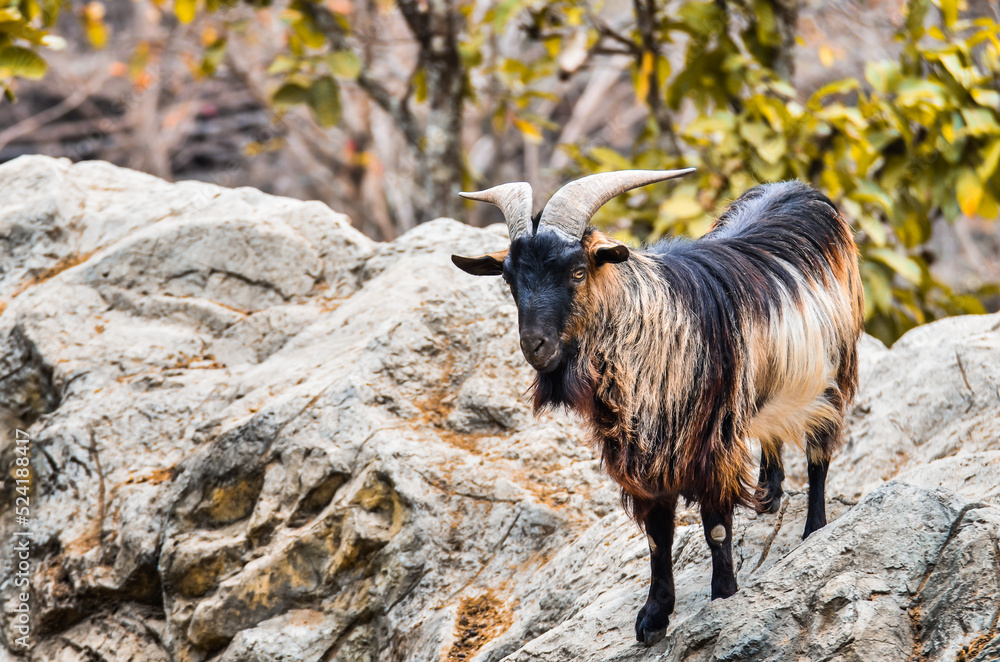 Male feral mountain goat head on with large horns head on. Long-haired ...