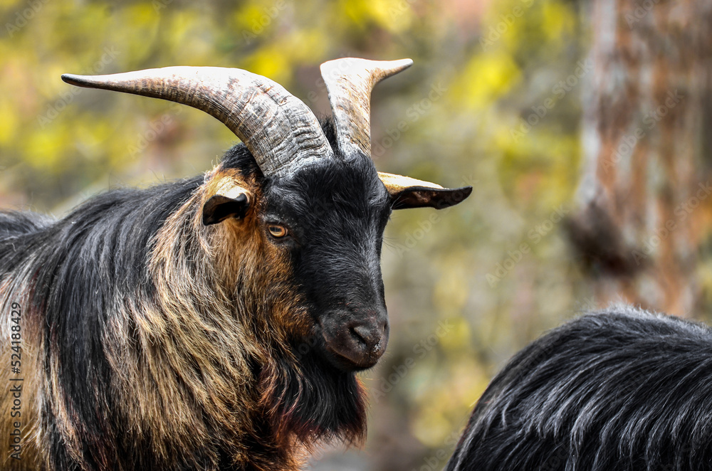 Male feral mountain goat head on with large horns head on. Long-haired ...