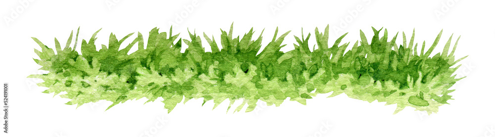 Green lush grass. Hand drawn watercolor illustration. Green grass close ...