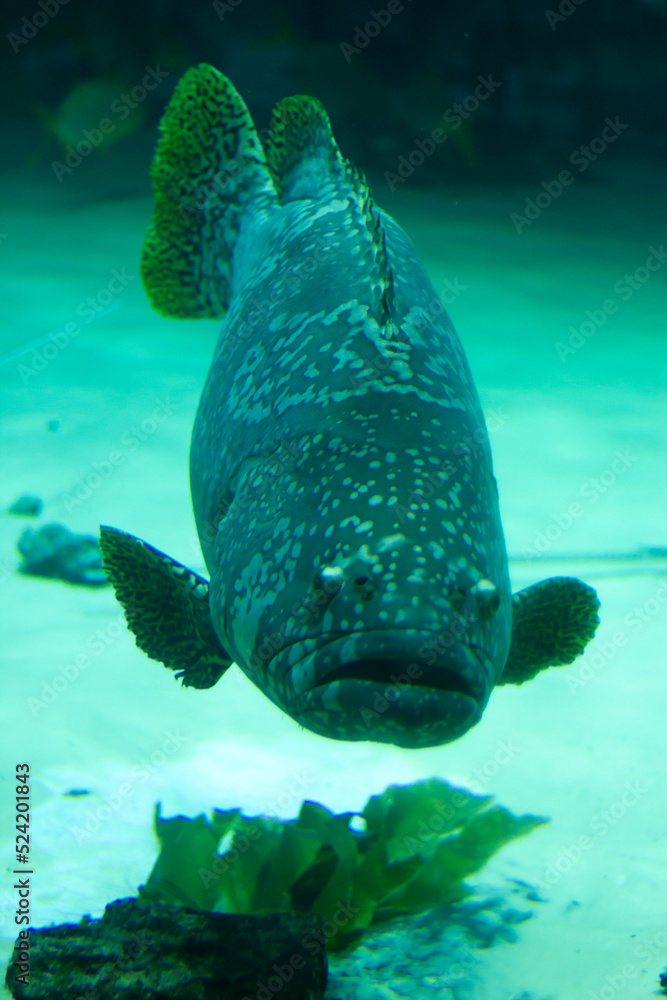 Giant grouper fish swimming underwater in an aquarium Stock Photo ...