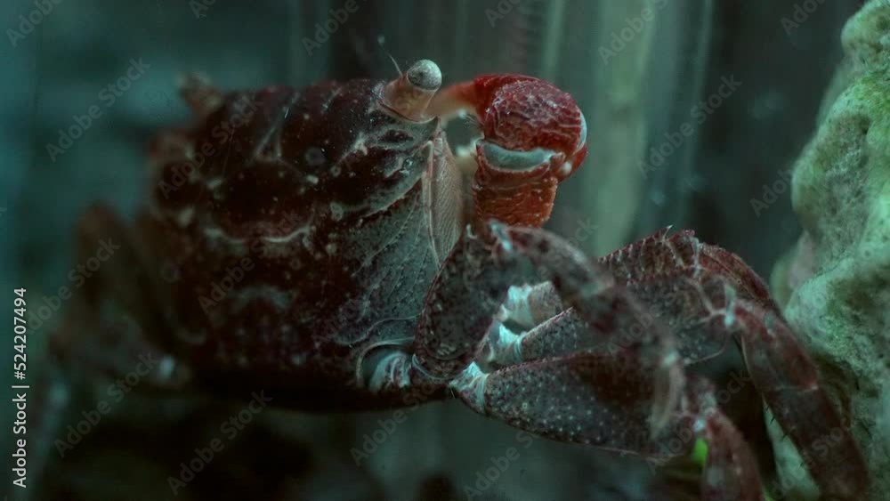 A red claw crab (Perisesarma bidens) in twilight. Its stalked compound ...