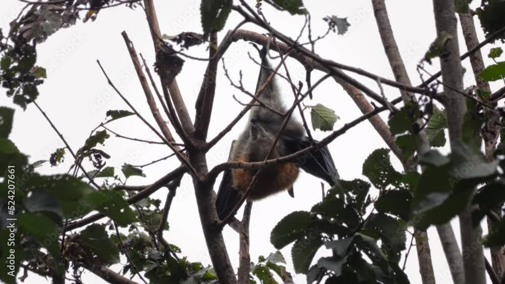 Fruit Bat Flying Fox Hanging Upside Down from Tree Branch Grooming and ...