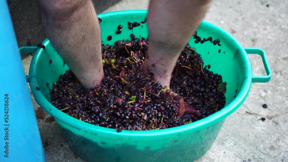 Grape-treading or grape-stomping in traditional winemaking. Senior ...