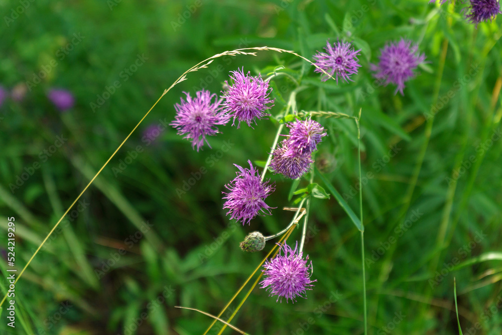Carduus plant with purple flowers, family Asteraceae, and the tribe ...