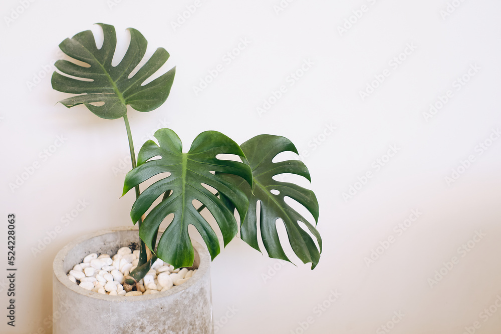 Trendy indoor tree, Monstera Deliciosa Plant, tropical houseplant on ...