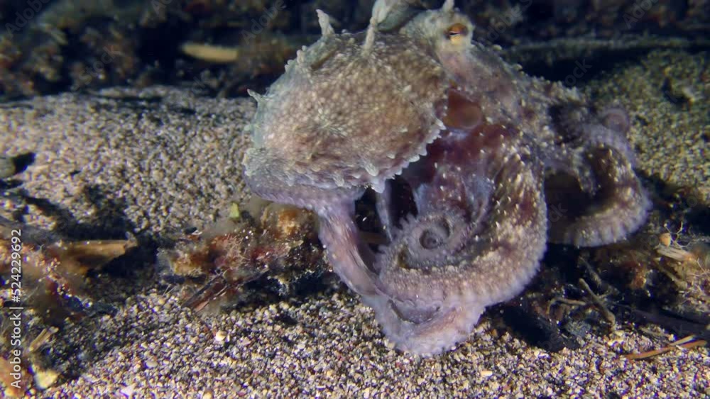 Undersea life: Common octopus (Octopus vulgaris) realizing that its ...