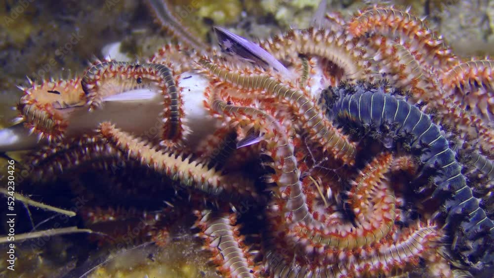Undersea scene: Many large venomous Bearded fireworms (Hermodice ...