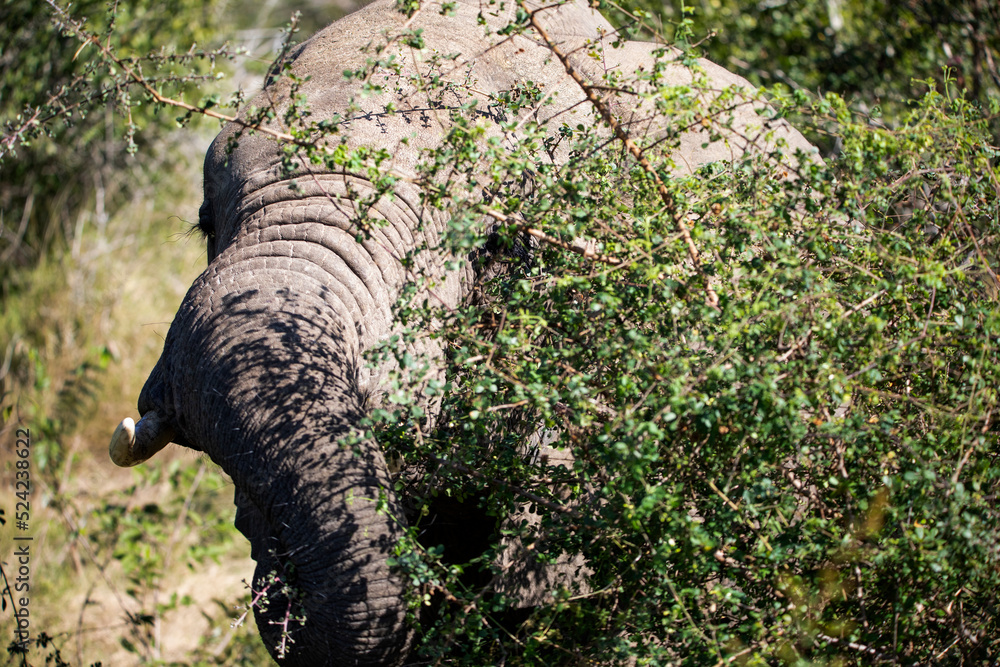 African elephant behind a tree in the African savannah, this ...