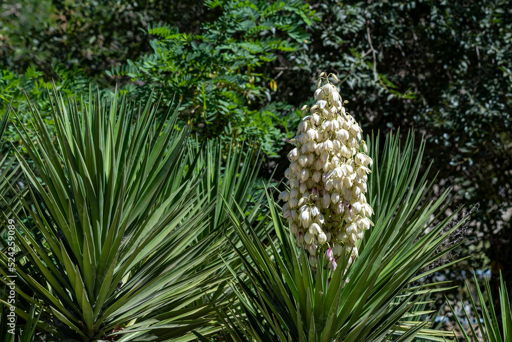 Yucca gigantea (Yucca elephantipes, Yucca guatemalensis) is a yucca ...
