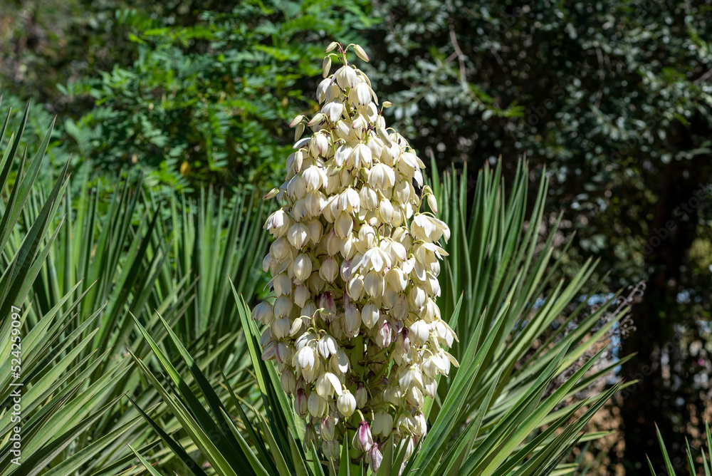 Yucca gigantea (Yucca elephantipes, Yucca guatemalensis) is a yucca ...