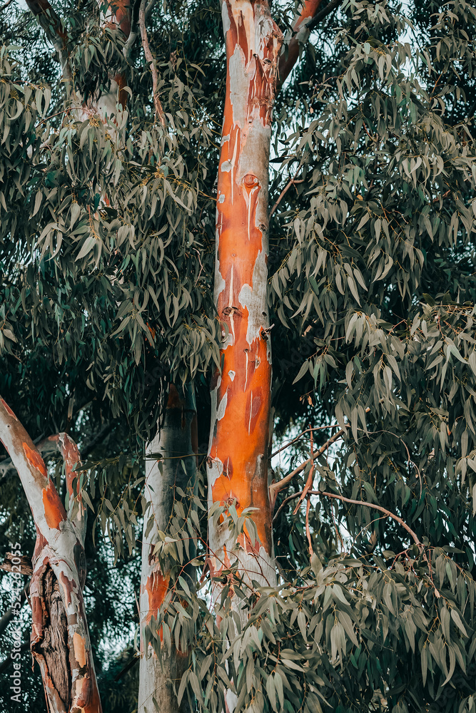 The eucalyptus tree is one of the most famous endemics of Australia ...