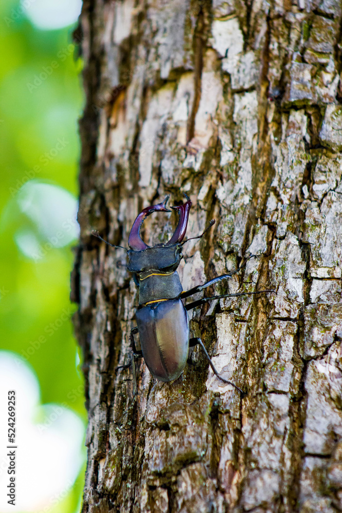 stag beetle sits on a tree in the forest, natural background with ...