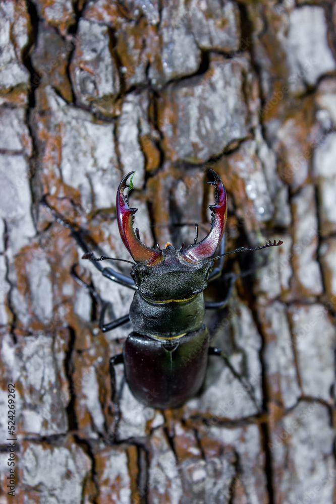 stag beetle sits on a tree in the forest, natural background with ...