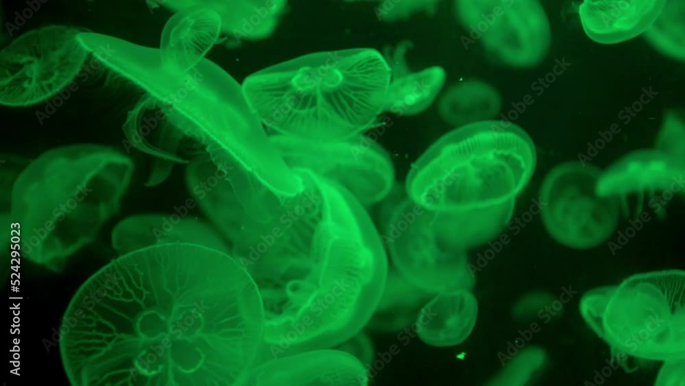 Majestic glowing jellyfish floating underwater ocean. Fluorescent ...