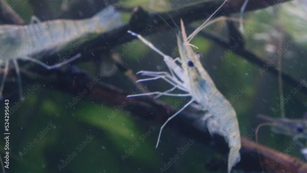 Close up of shrimp swimming and floating in water. Giant river prawn or ...