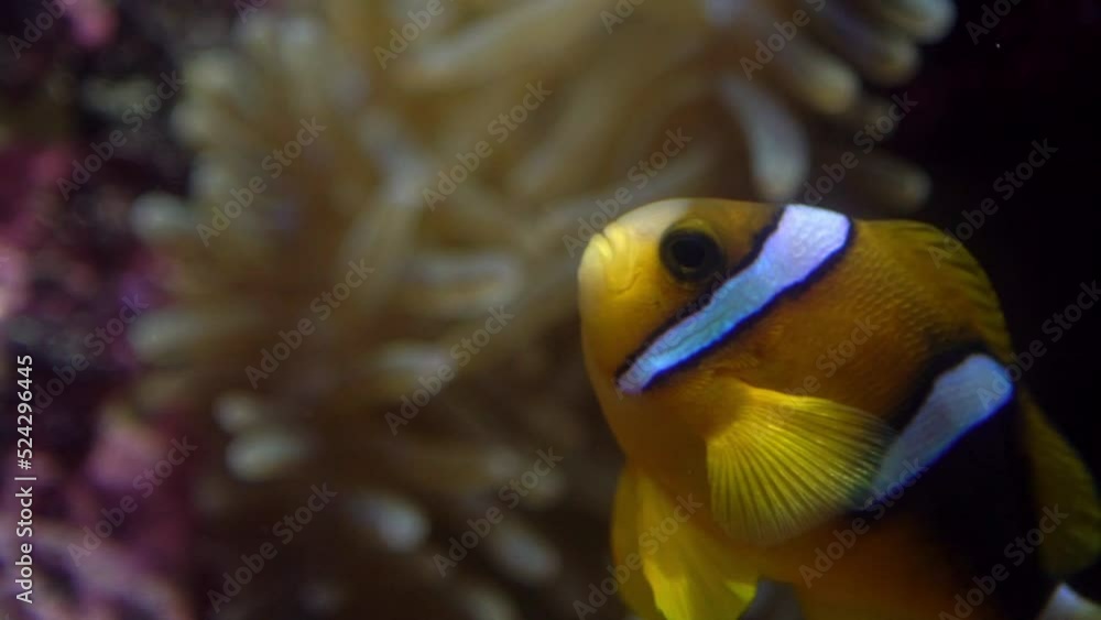 Slowmotion of false clown anemonefish or nemo, view on the underwater ...