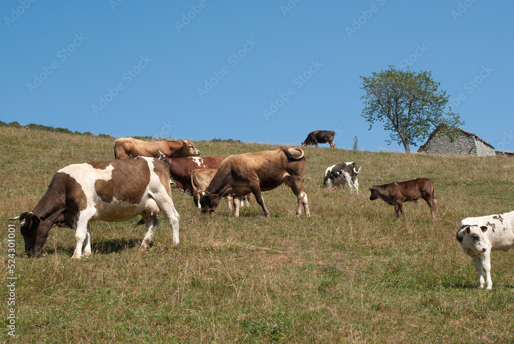 mucche al pascolo negli alpeggi di montagna Stock Photo | Adobe Stock