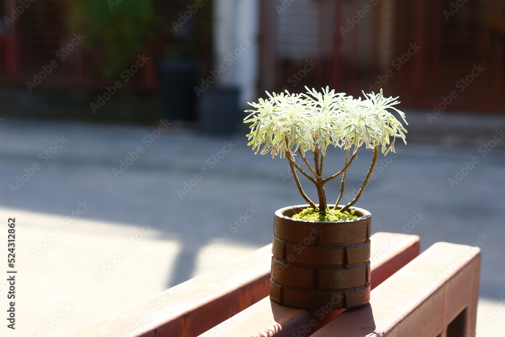 Crossostephium or Chinese wormwood planted in small pot on bench with ...