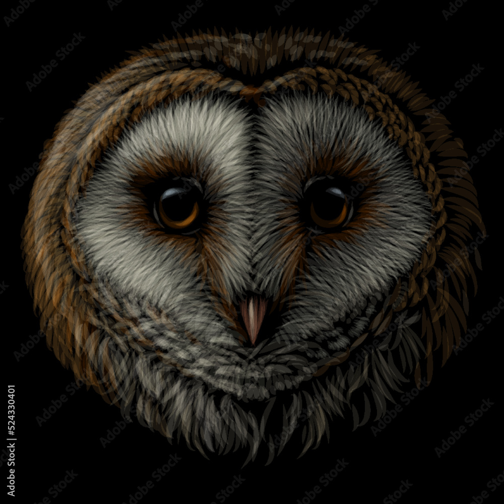 Barn owl. Realistic, color portrait of an owl on a black background ...