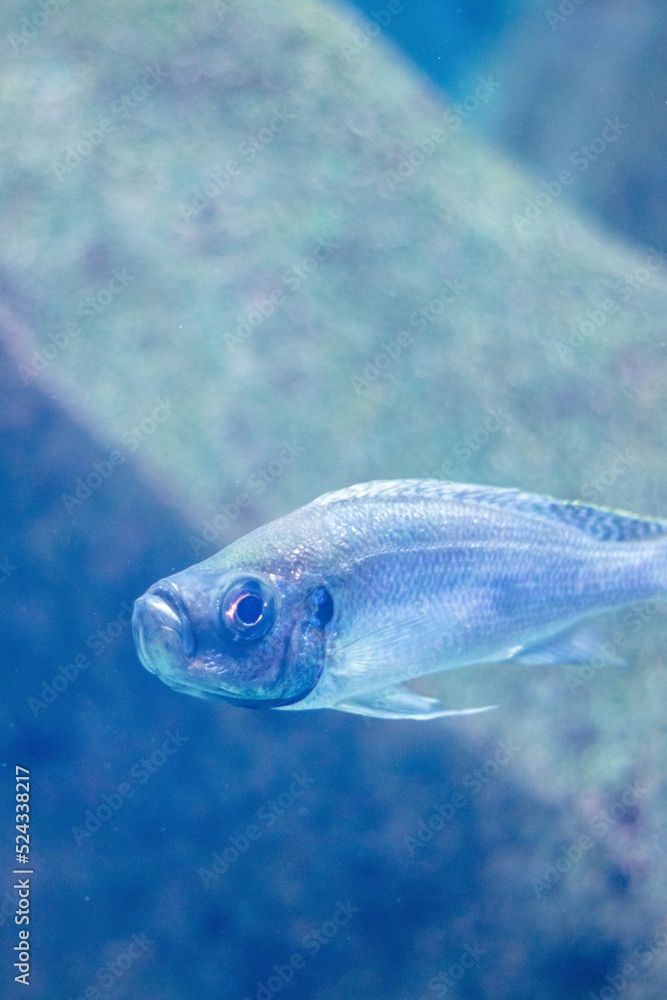 fish in aquarium in the zoo Stock Photo | Adobe Stock