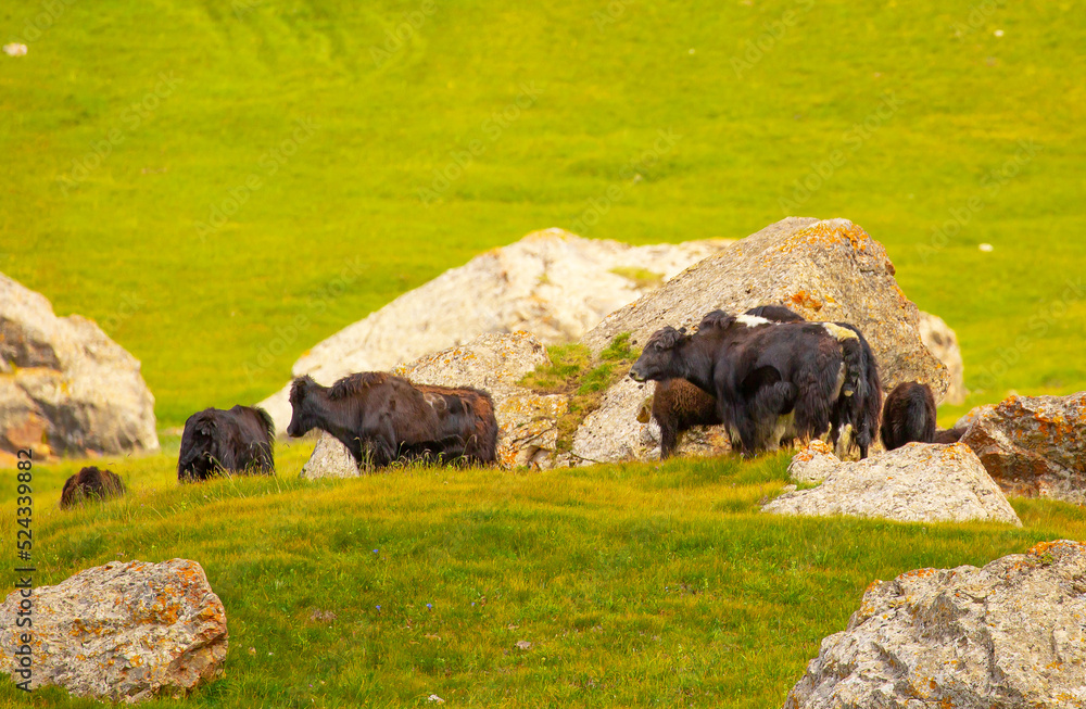 A herd of yaks graze in the mountains. Himalayan big yak in a beautiful ...