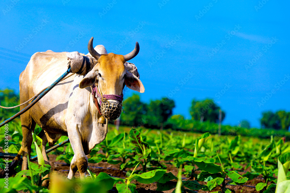 Indian pola festival , ox festival. Stock Photo | Adobe Stock