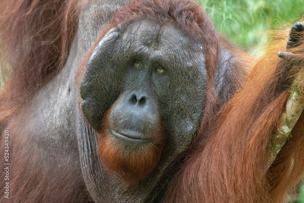 Wild Bornean orangutan (Pongo pygmaeus) at Semenggoh Nature Reserve in ...