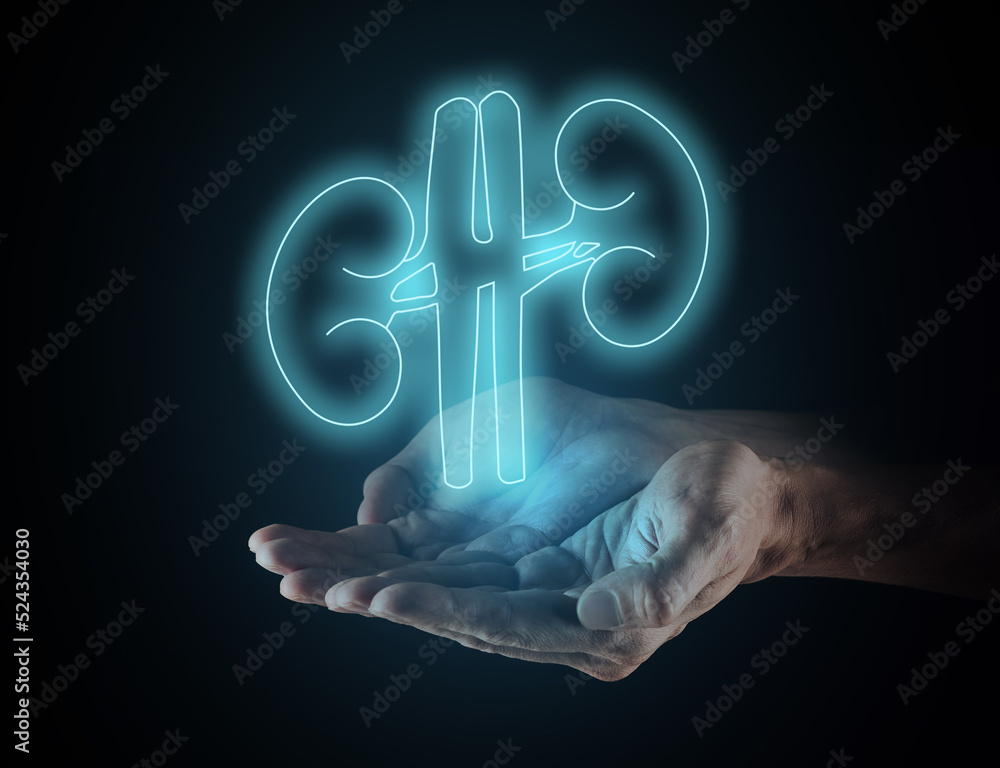 Kidneys health, concept. Virtual glowing kidneys in doctor's hands on ...