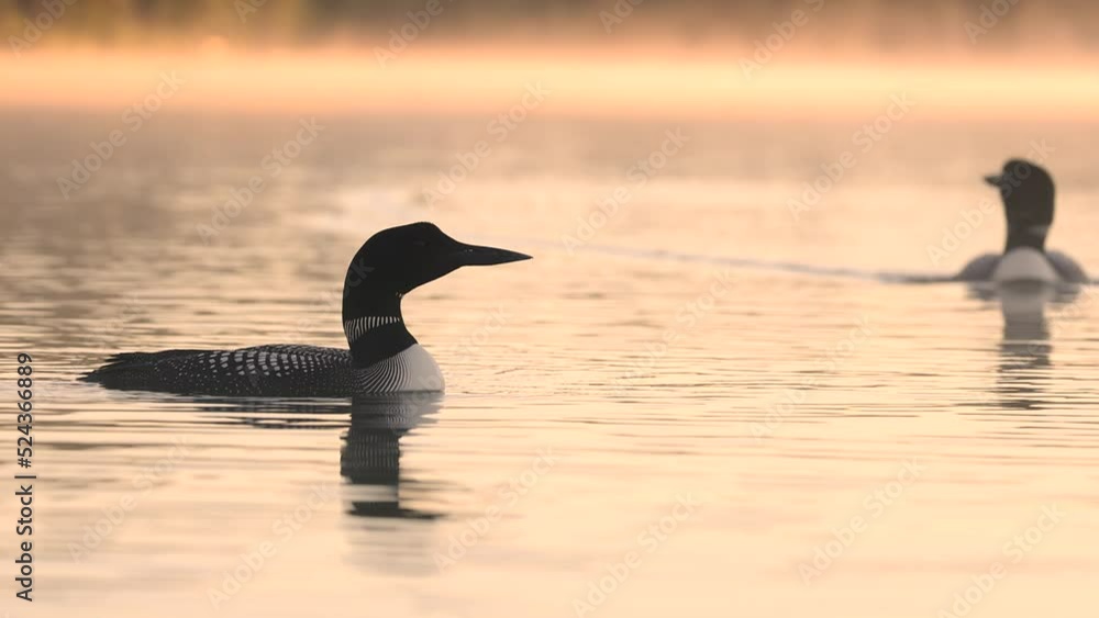 Common loon in Maine at Sunrise Stock Video | Adobe Stock