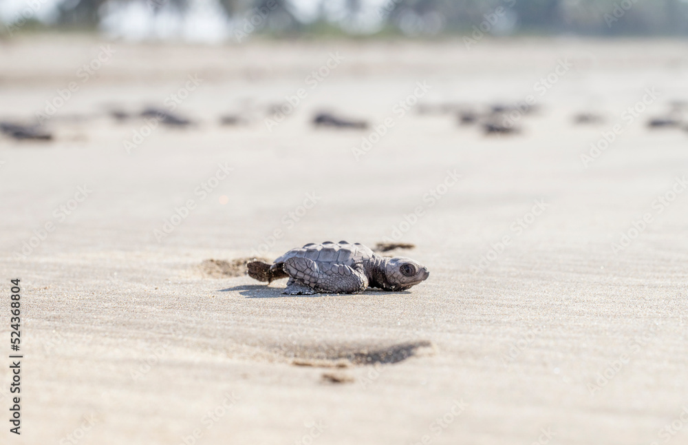 Tortugas Animales Fotos De Tortugas Nutrición De Tortugas: Cómo