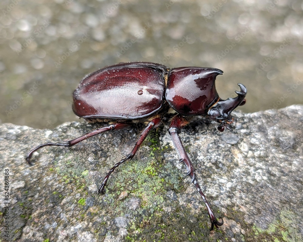 Female Japanese Rhinoceros Beetle