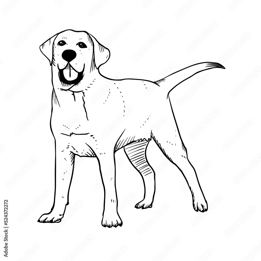 Labrador-retriever vector hand drawing illustration in black color ...