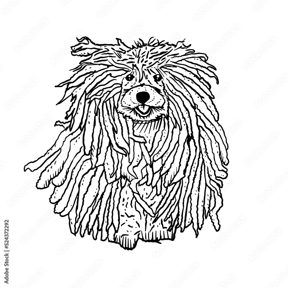 Puli vector hand drawing illustration in black color isolated on white ...