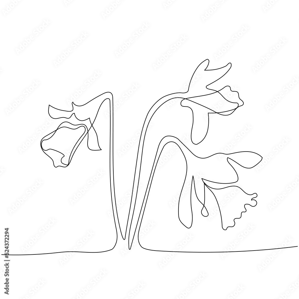 Continuous one line drawing of daffodil flowers. Vector illustration on ...