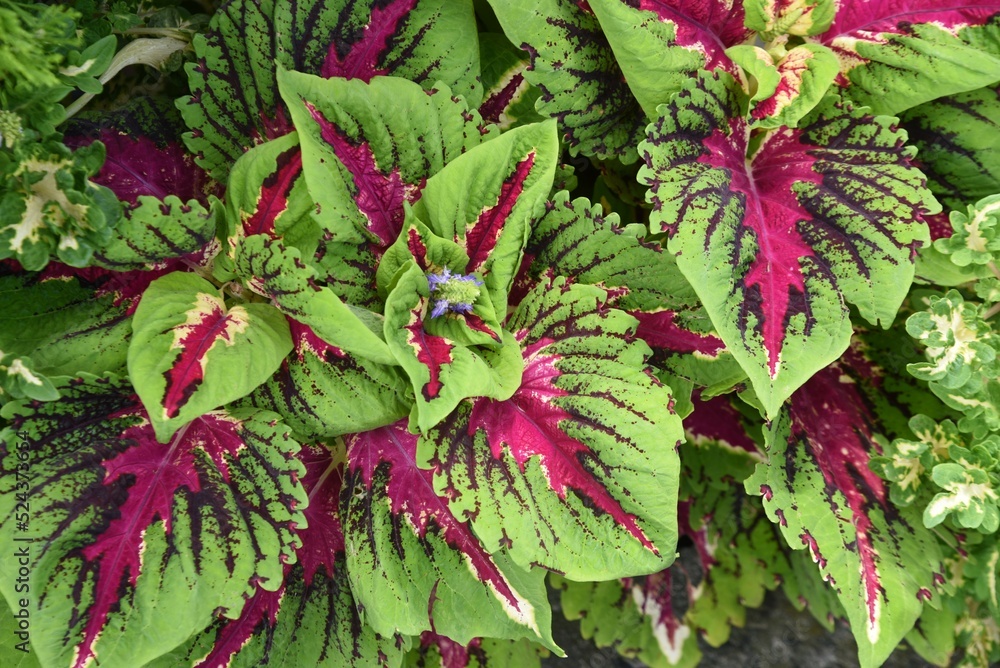 Coleus leaves. Lamiaceae ornamental foliage plant native to Southeast ...