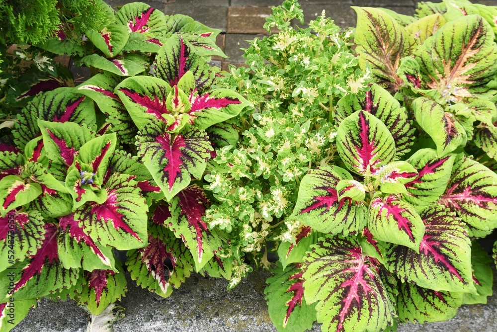 Coleus leaves. Lamiaceae ornamental foliage plant native to Southeast ...