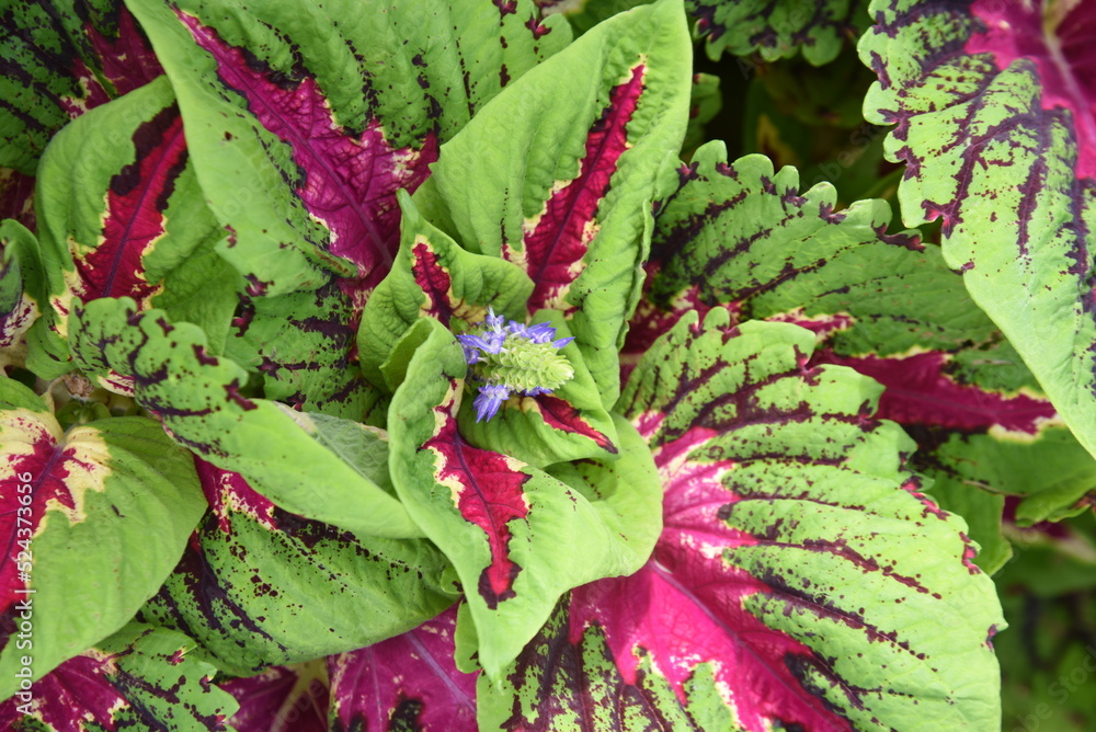 Coleus leaves. Lamiaceae ornamental foliage plant native to Southeast ...