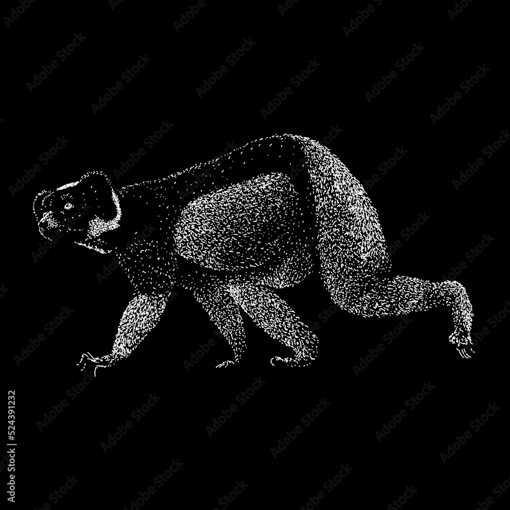 Indri hand drawing vector illustration isolated on black background ...