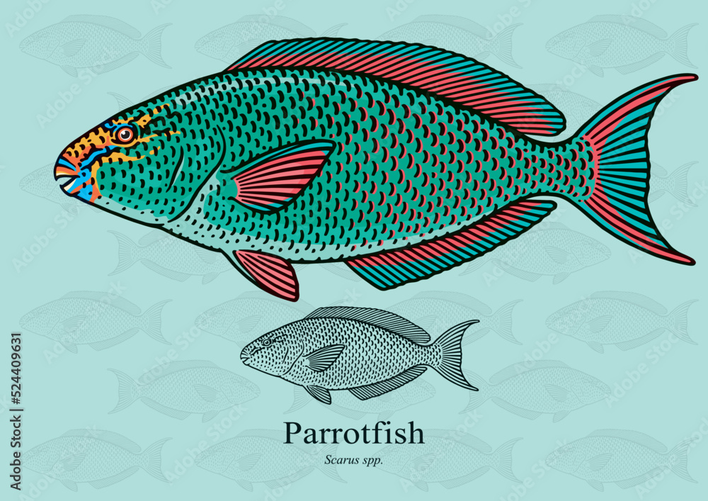 Parrotfish. Vector illustration with refined details and optimized ...