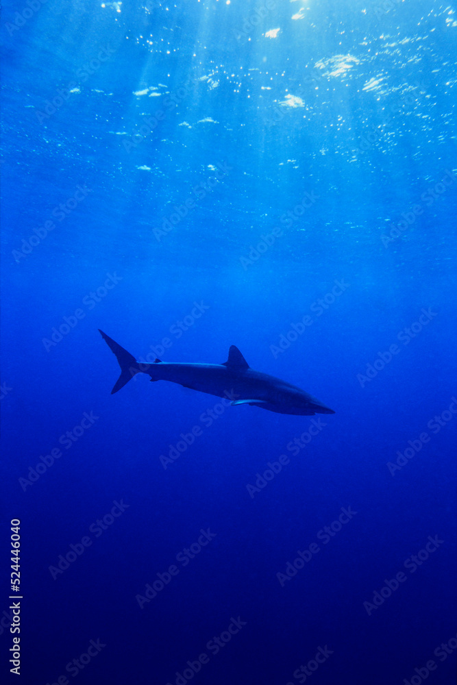 Silk shark, Carcharhinus falciformis, Brothers Island, Red Sea, Egypt ...