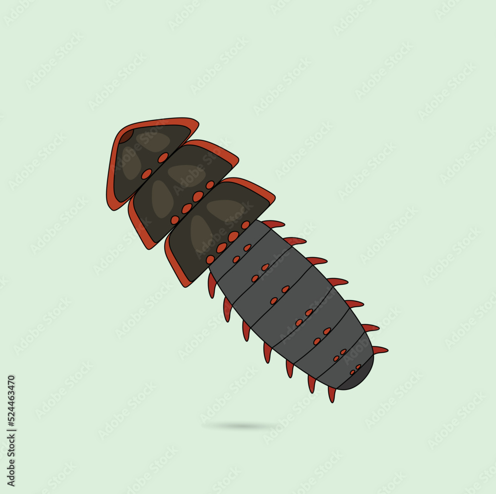 Platerodrilus, The females and larvae have a flattened, dark body with ...