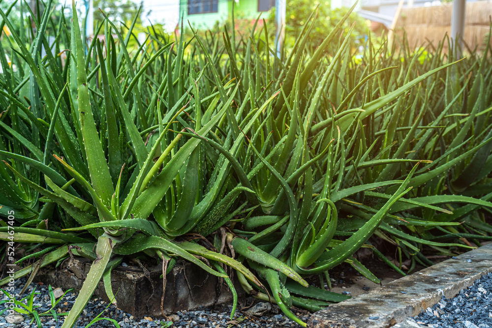 Foto de Aloe vera plants(cactus - succulent plant) that grow a plant ...