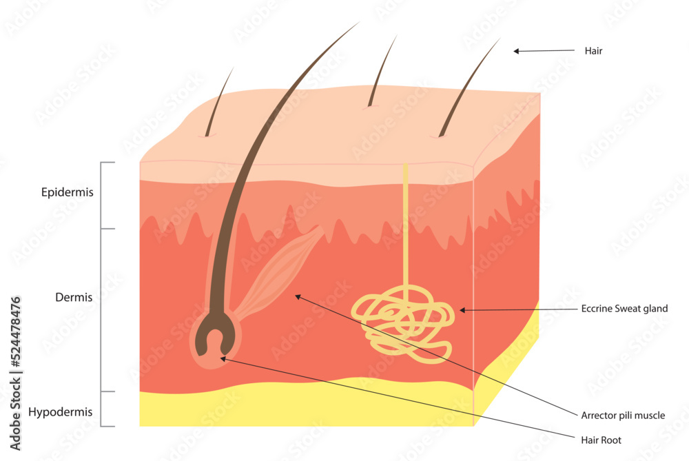 Layers of the skin. Epidermis, dermis and hypodermis layers and ...