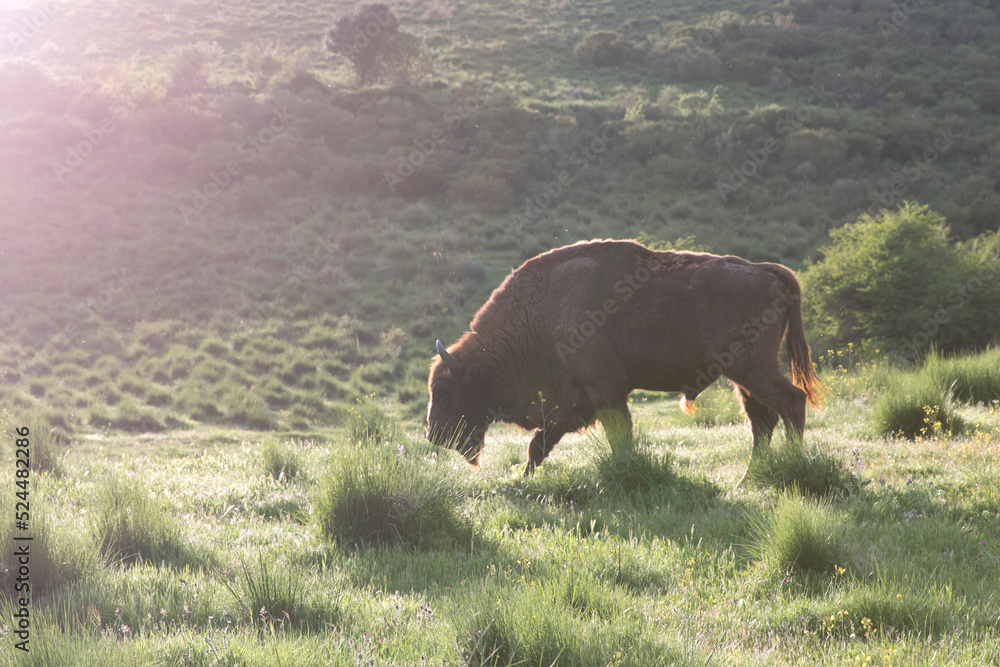 European bison (Bison bonasus), also known as the wisent is a ruminant ...